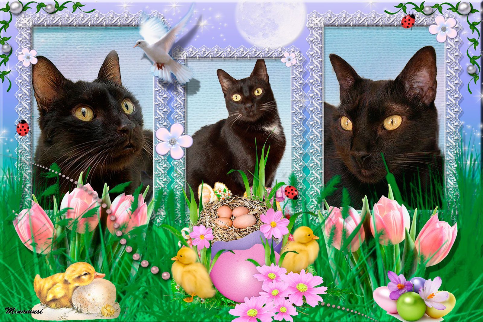 chats sur fonds de paques - Page 3